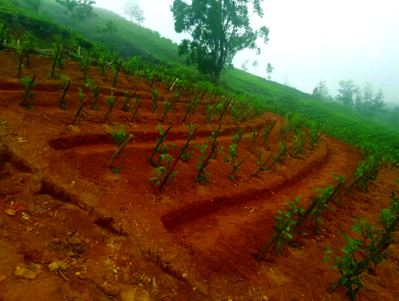 Hatton Plantations PLC – G & G Group of Companies